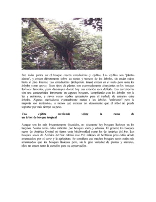 Tipos de bosques | DOCX