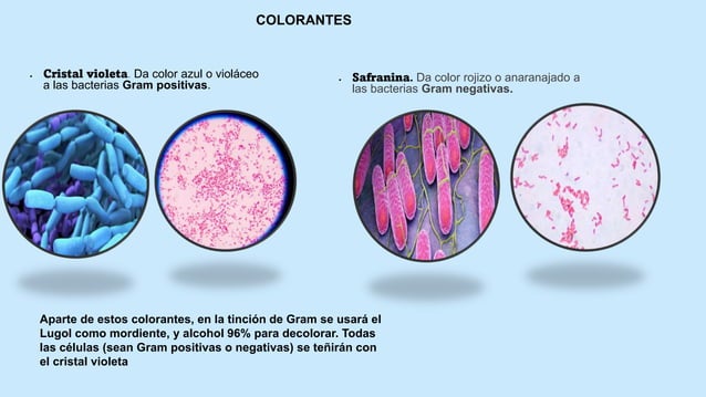 tipos de colorantes / para laboratorio clínico | PPTX