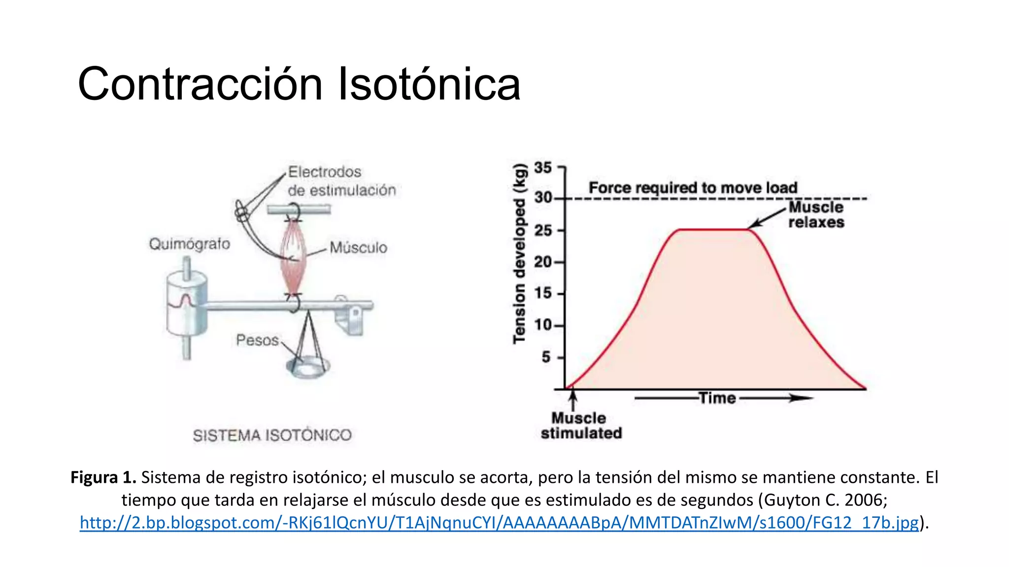 Tipos de contracción muscular | PPT