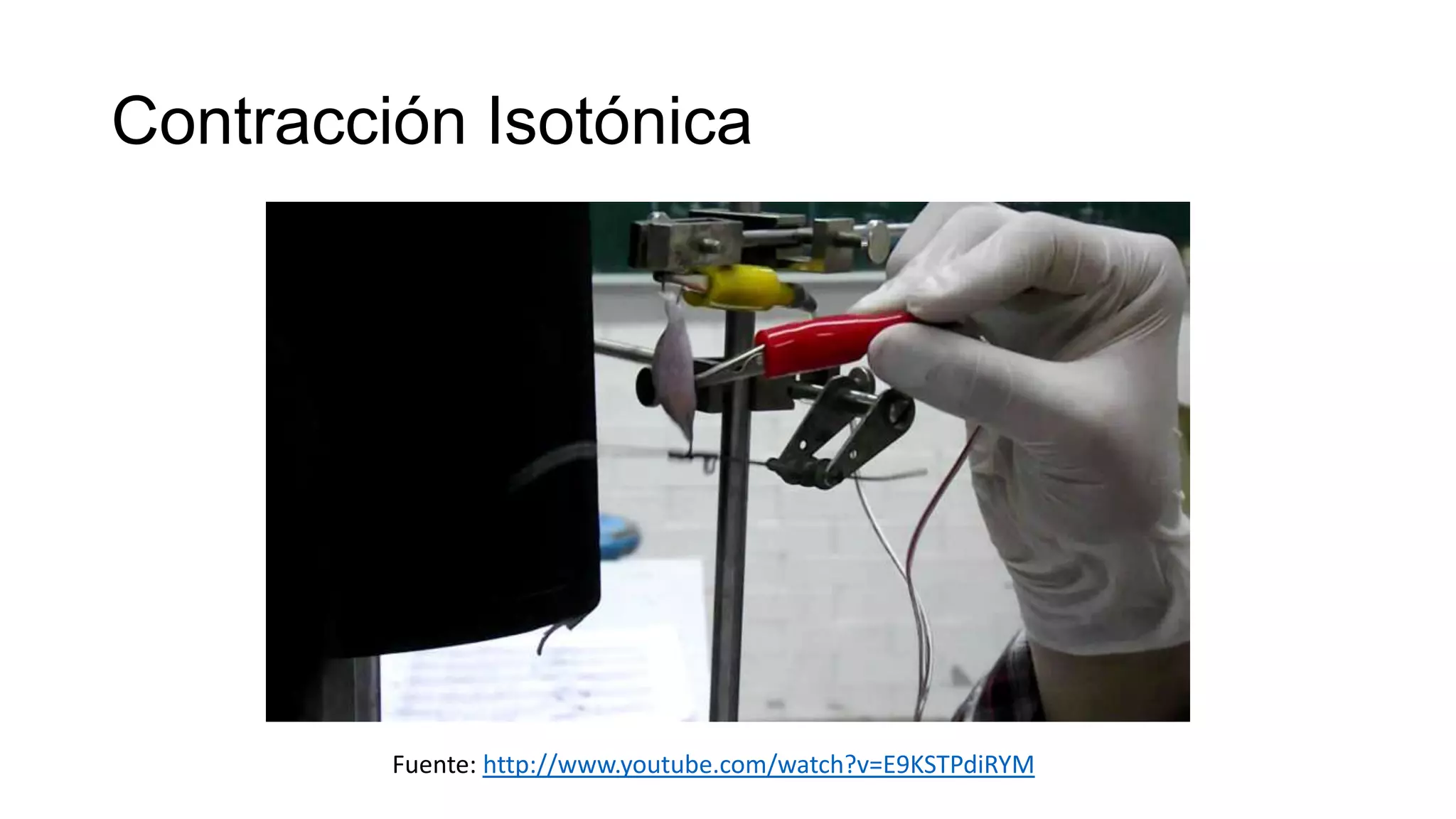 Tipos de contracción muscular | PPTX