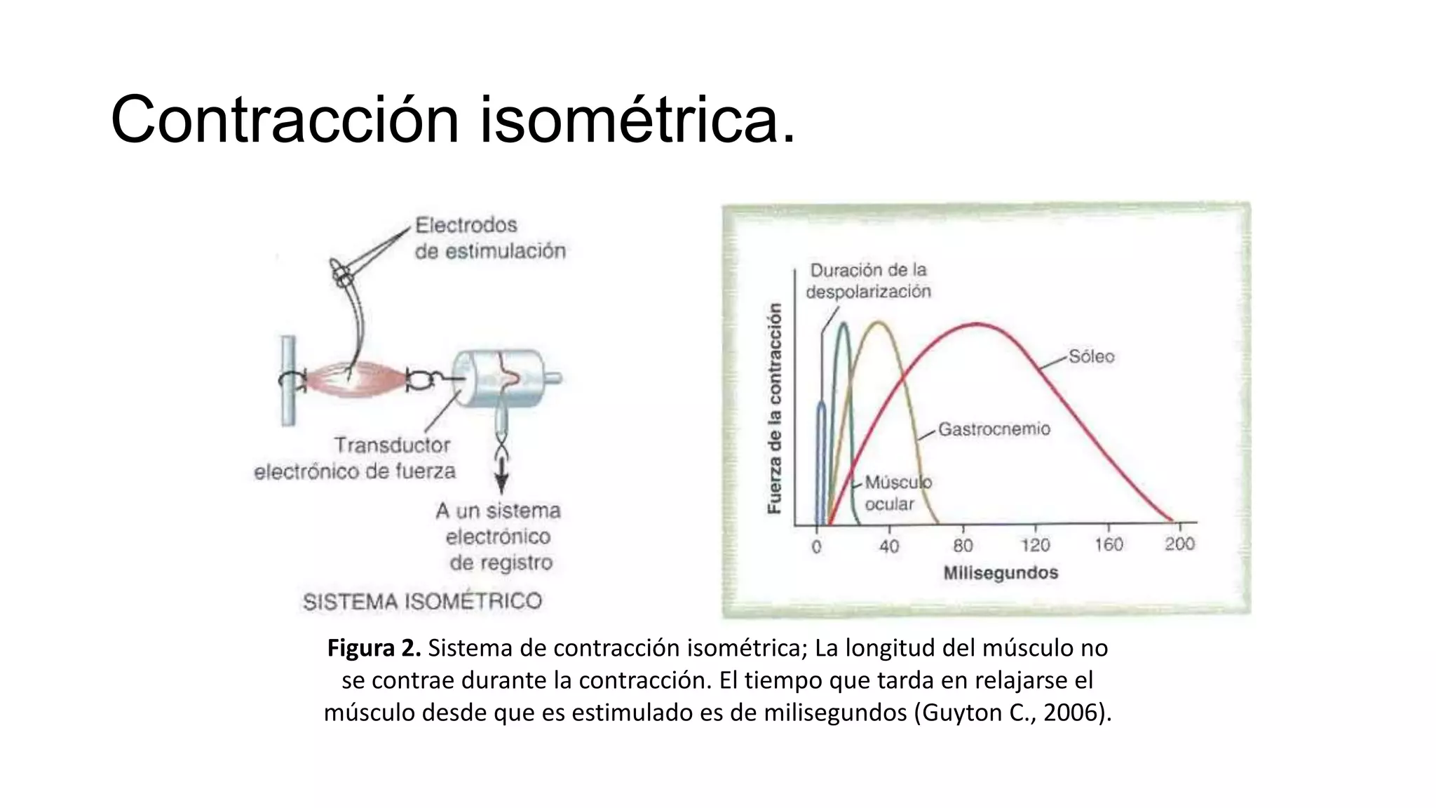 Tipos de contracción muscular | PPTX