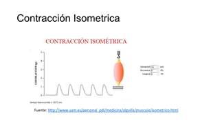 Tipos de contracción muscular | PPTX