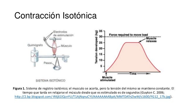 Tipos de contracción muscular