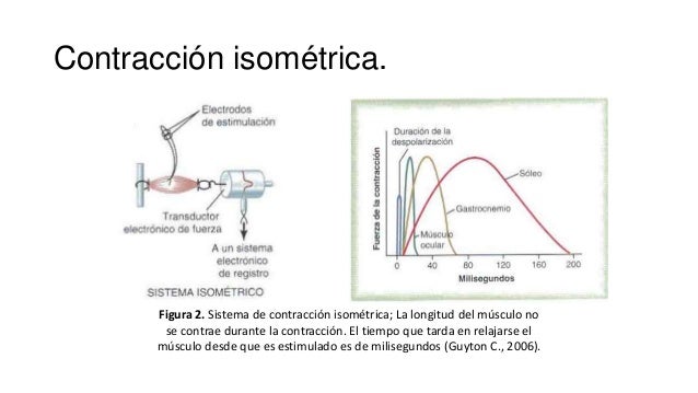 Tipos de contracción muscular