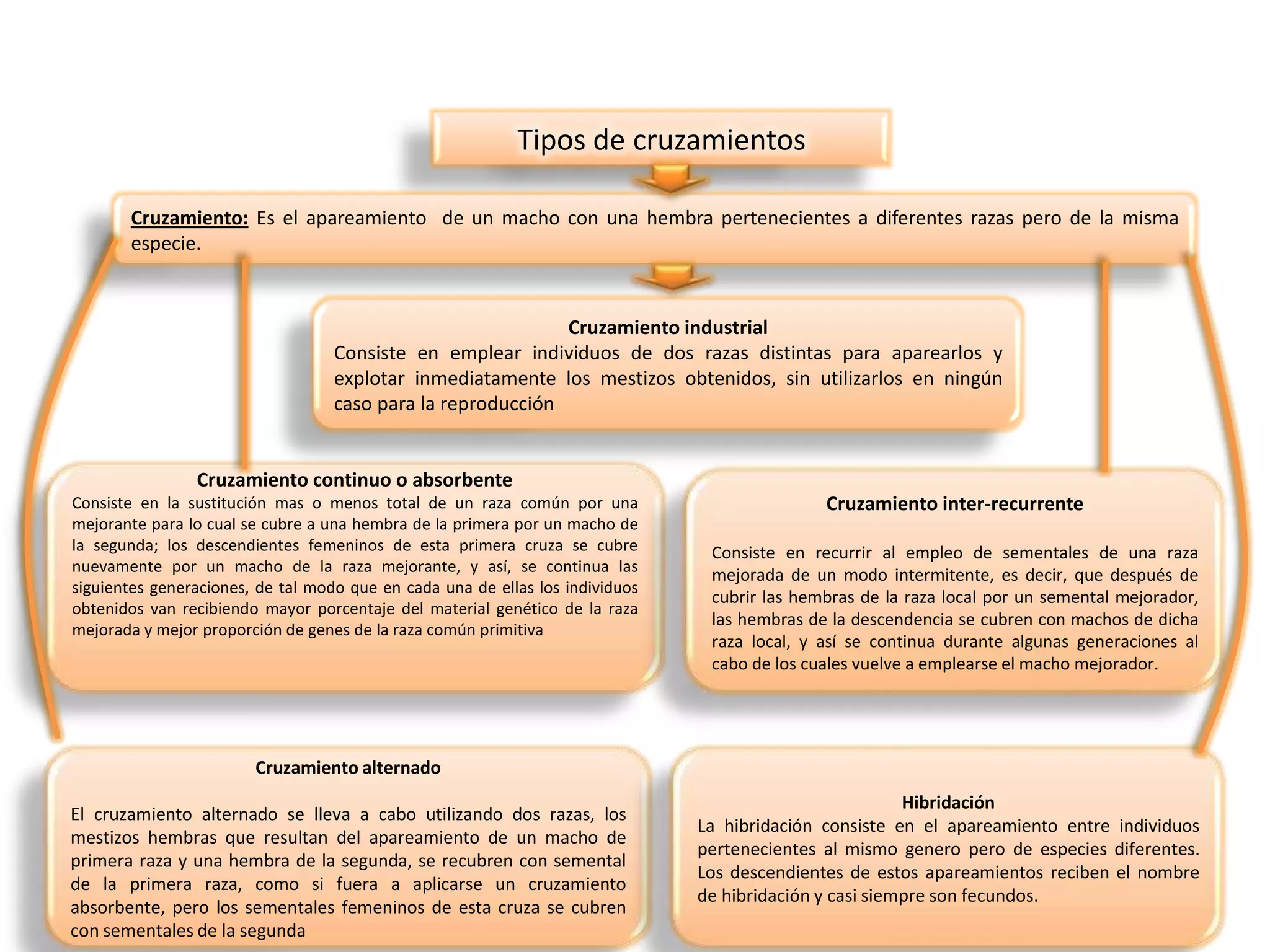 Tipos de cruzamientos | PPTX