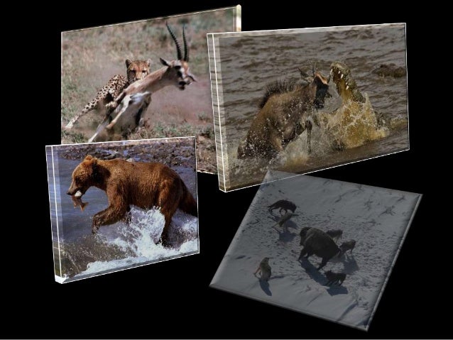 Tipos de depredacion