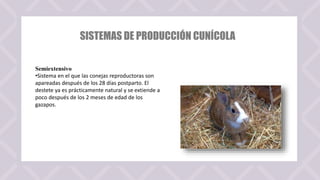 TIPOS DE EXPLOTACIONES E INSTALACIONES DE LA PRODUCCION CUNICULA.pptx