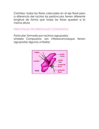 Tipos de flores | DOC