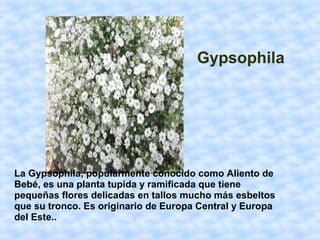 PPT alumna CAS(tipo de flores) | PPT