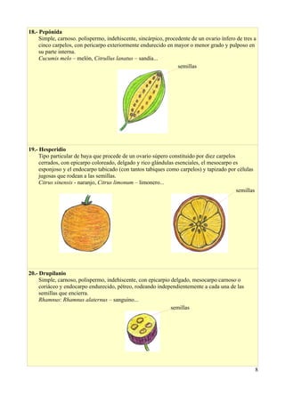 Tipos de frutos | PDF