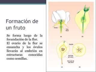 Tipos de frutos | PPTX