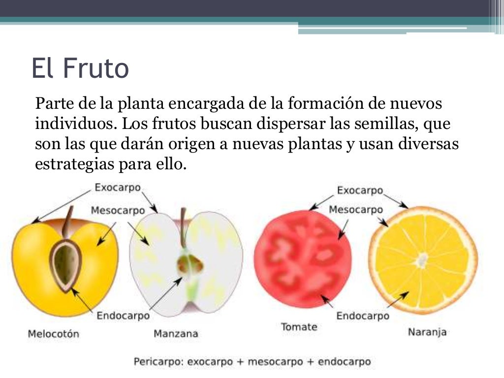 Tipos de frutos