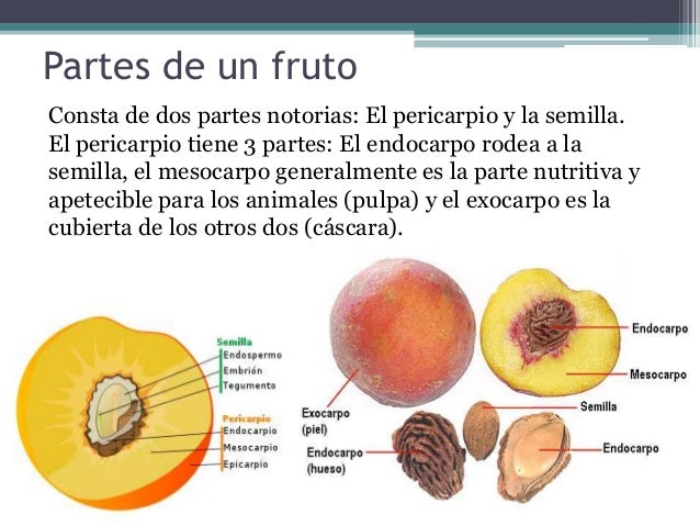 Tipos de frutos