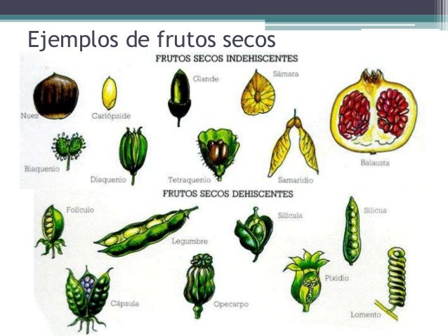 Tipos de frutos