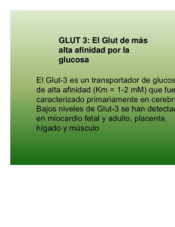 Glut