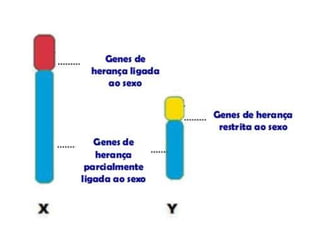 Tipos de Herança ligadas ao cromossomo.ppt