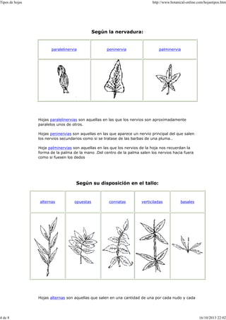 Tipos de hojas | PDF