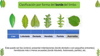 Tipos de Hoja | PPTX