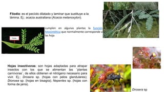 Tipos de Hoja | PPTX