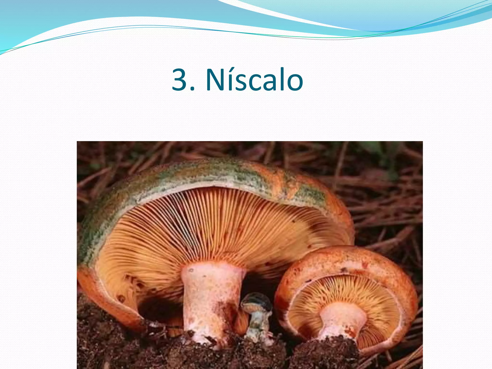 Tipos de hongos | PPTX | Biological Sciences | Science