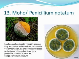 Hongo Penicillium Notatum