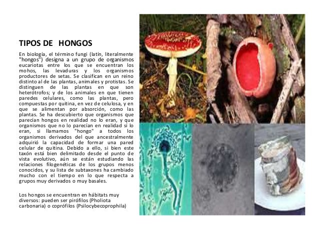 Tipos De Hongos