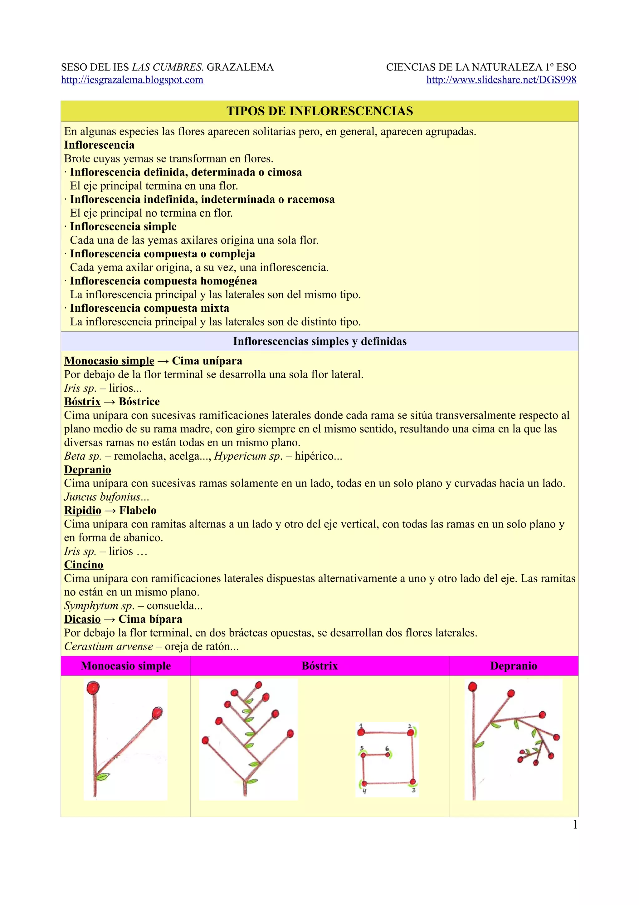 Tipos de inflorescencias | PDF