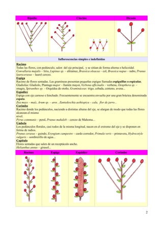 Tipos de inflorescencias | PDF