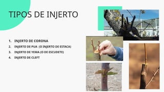 Tipos de Injerto en Manzana Y METODO DE APLICASION.pptx