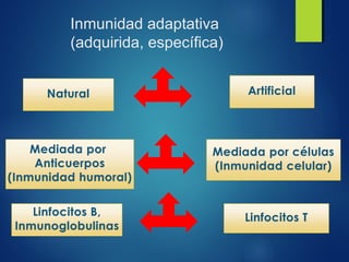Tipos de inmunidad - Christian Bustillos | PPT | Infectious Diseases ...