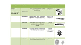 TIPOS DE LARVAS. ENTOMOLOGIA Y AGRONOMIA | PPTX