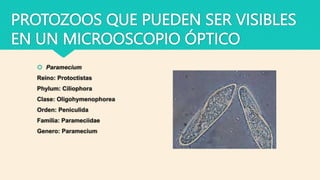 Tipos de microscopios (1).pptx