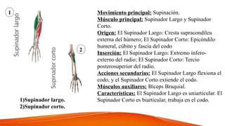 Tipos de músculos y su clasificación principal | PPTX