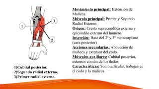 Tipos de músculos y su clasificación principal | PPTX