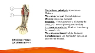 Tipos de músculos y su clasificación principal | PPTX