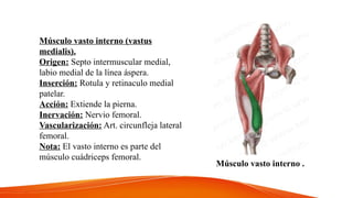 Tipos de músculos y su clasificación principal | PPTX