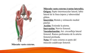 Tipos de músculos y su clasificación principal | PPTX