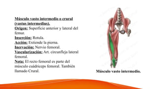 Tipos de músculos y su clasificación principal | PPTX