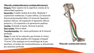 Tipos de músculos y su clasificación principal | PPTX