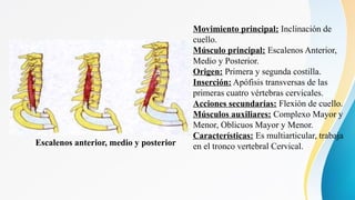 Tipos de músculos y su clasificación inicial | PPTX