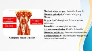 Tipos de músculos y su clasificación inicial | PPTX