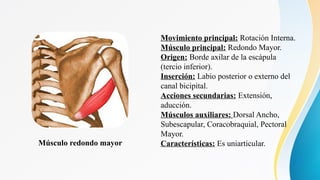 Tipos de músculos y su clasificación inicial | PPTX