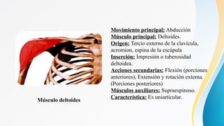 Tipos de músculos y su clasificación inicial | PPTX