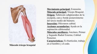 Tipos de músculos y su clasificación inicial | PPTX
