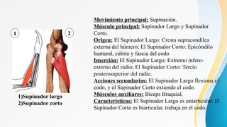 Tipos de músculos y su clasificación inicial | PPTX