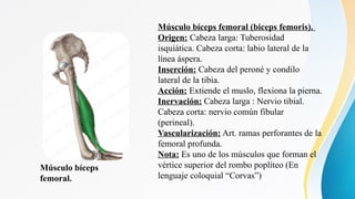 Tipos de músculos y su clasificación inicial | PPTX