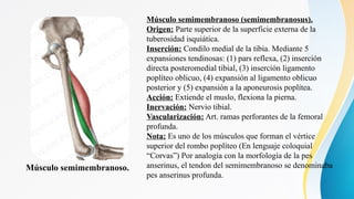 Tipos de músculos y su clasificación inicial | PPTX