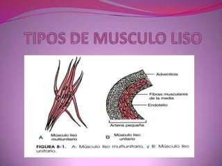 Tipos de musculo liso | PPTX