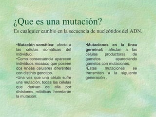 Tipos de mutaciones | PPT