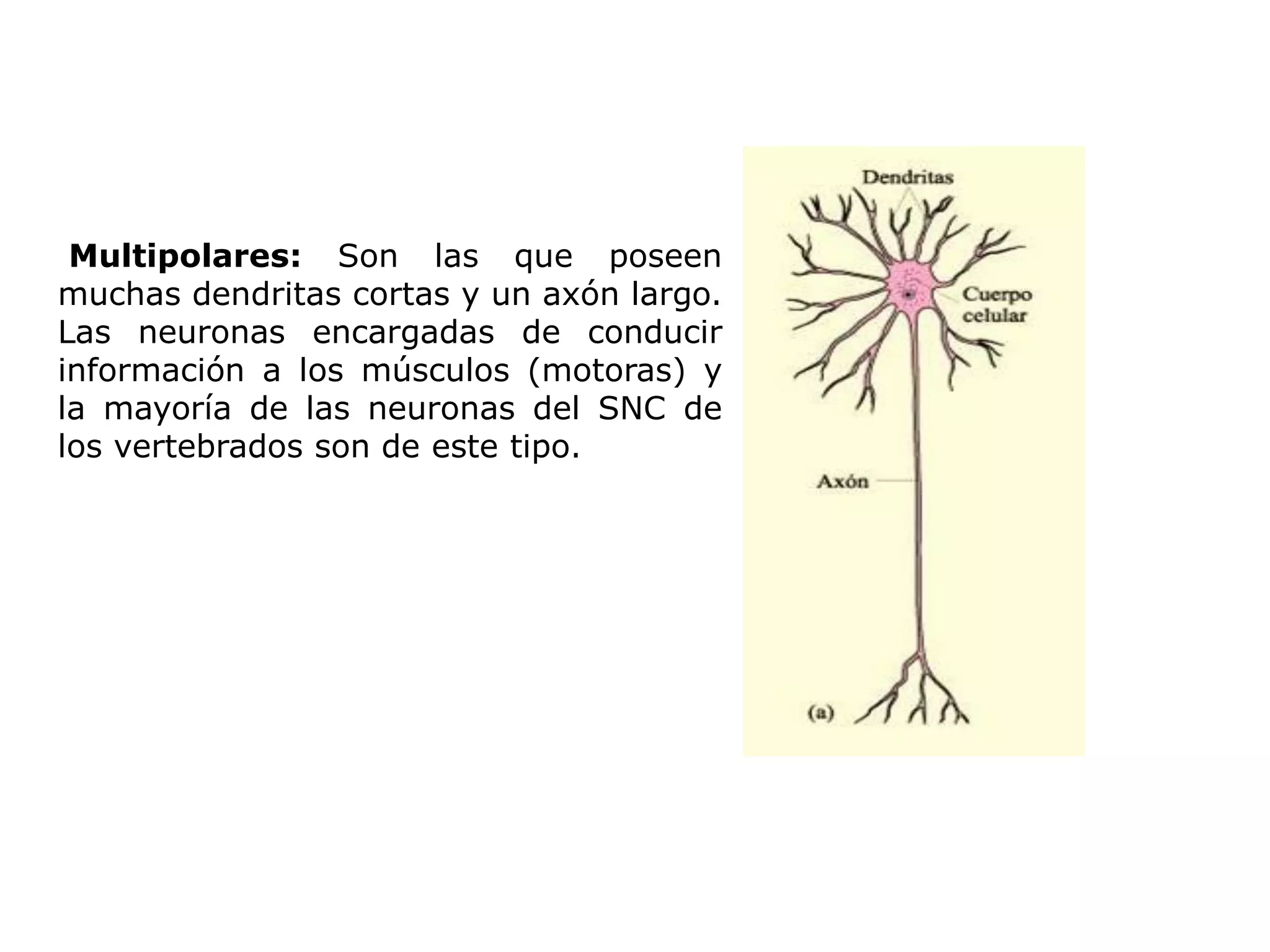 Tipos de neuronas | PPT
